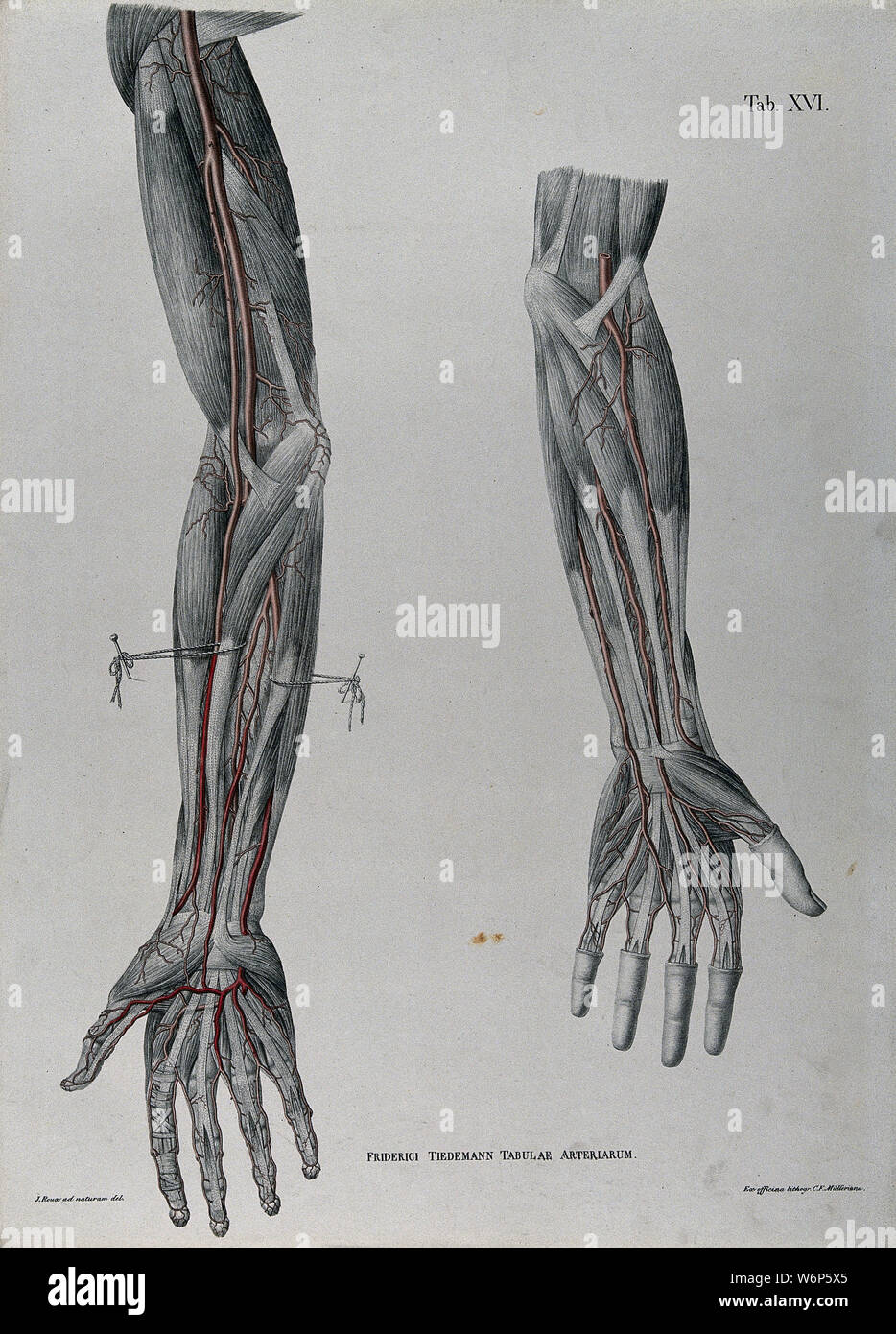 Hand blood vessels illustration hi-res stock photography and images - Alamy