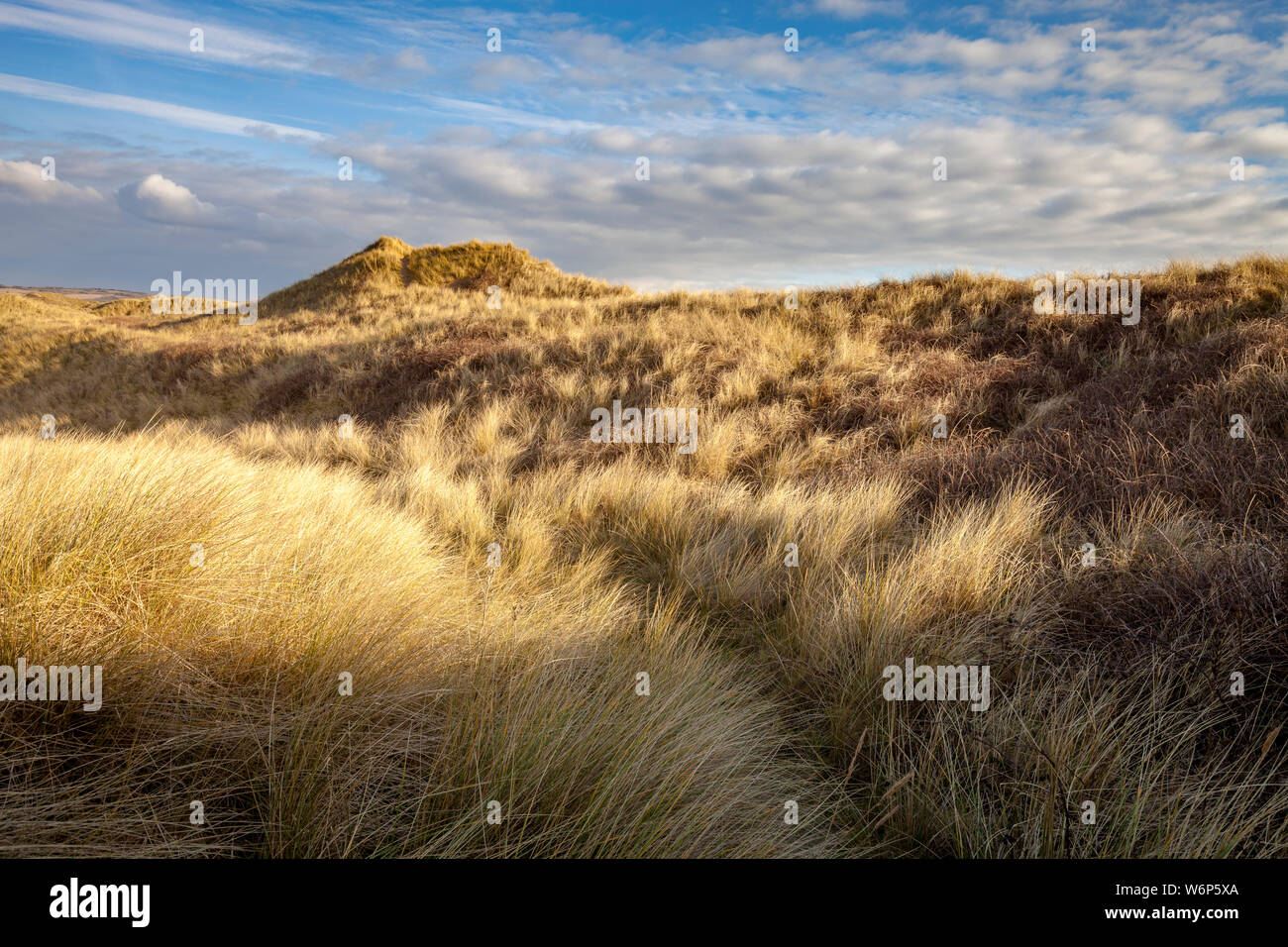 Sand dunes at Braunton Burrows nature reserve, North Devon, England, UK ...