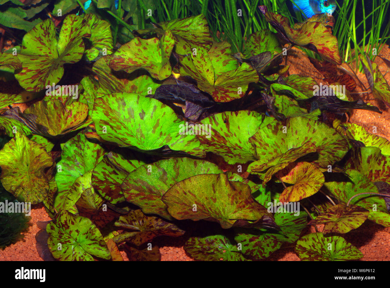 Green tiger leaf lotus hi-res stock photography and images - Alamy