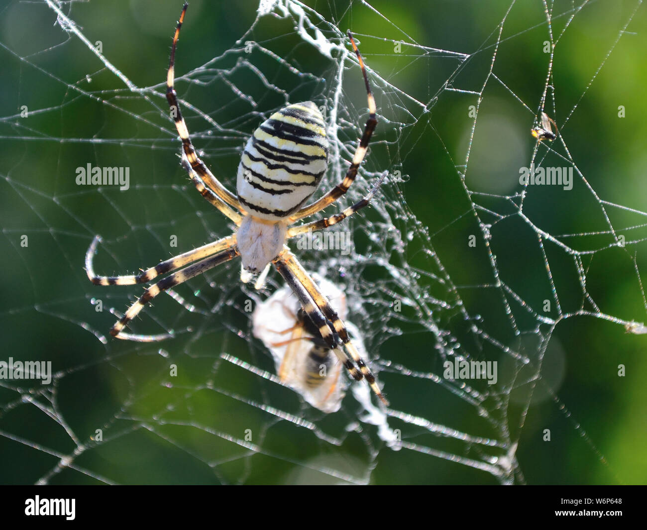 Garden spider web. Argiope bruennichi, wasp spider eating a wasp Stock ...