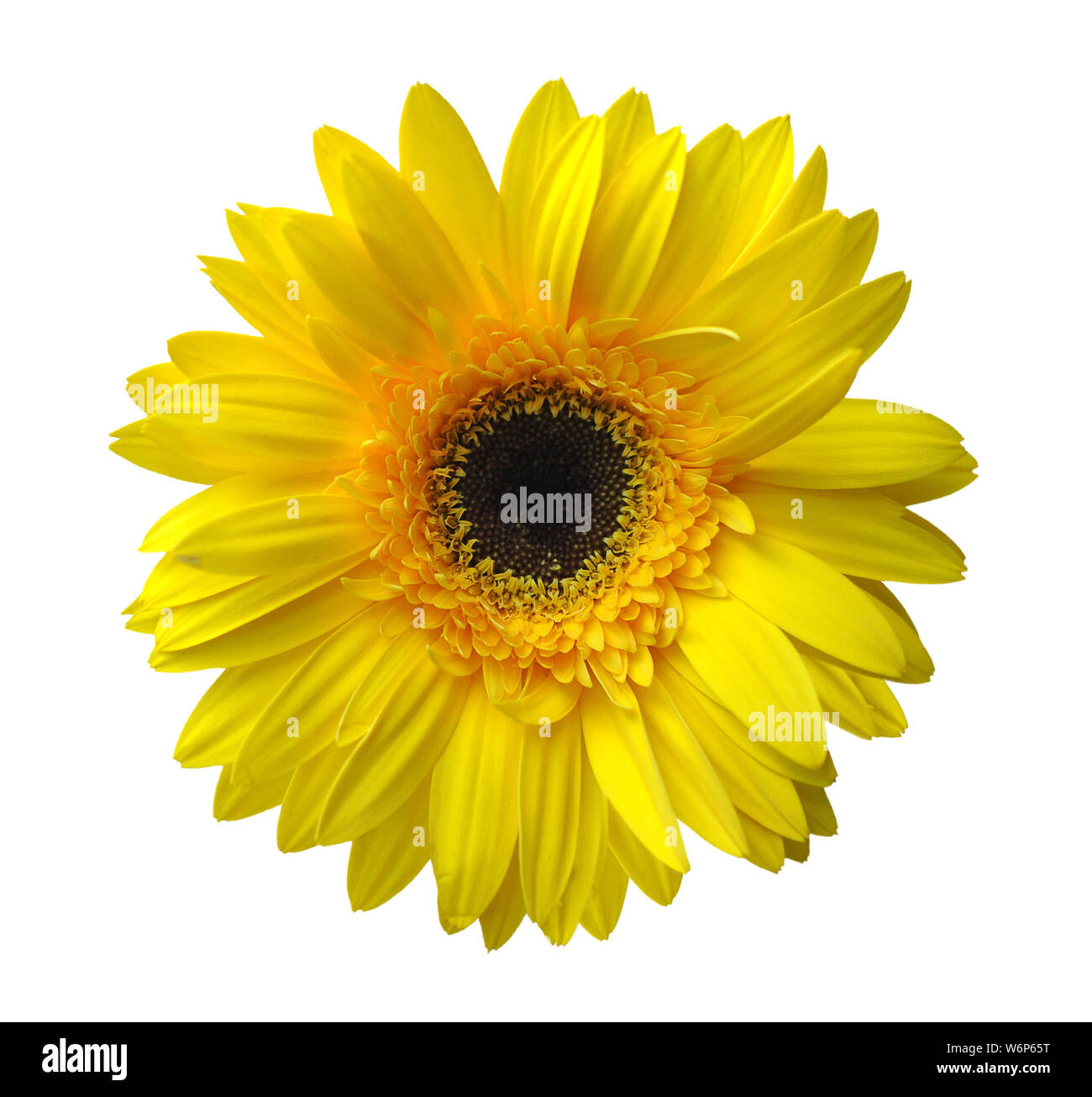 yellow gerbera isolated on white background Stock Photo - Alamy