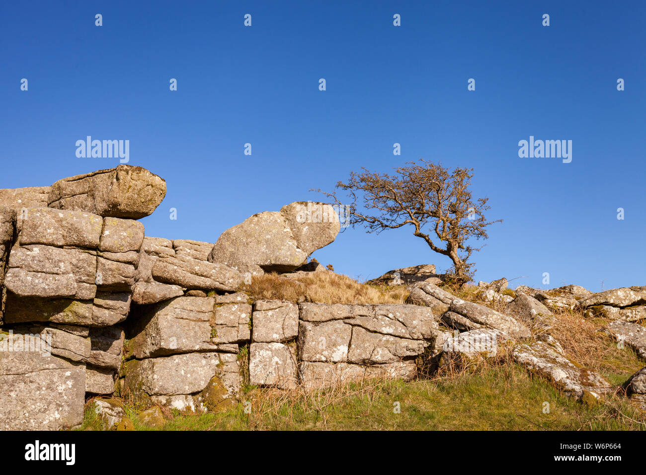 A tree next to granite rocks with clear blue sky - Dartmoor national ...