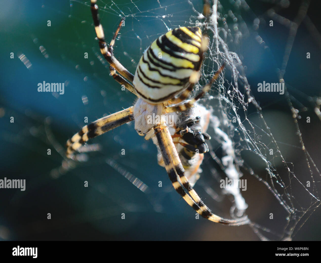 Garden spider web. Argiope bruennichi, wasp spider eating a wasp Stock ...