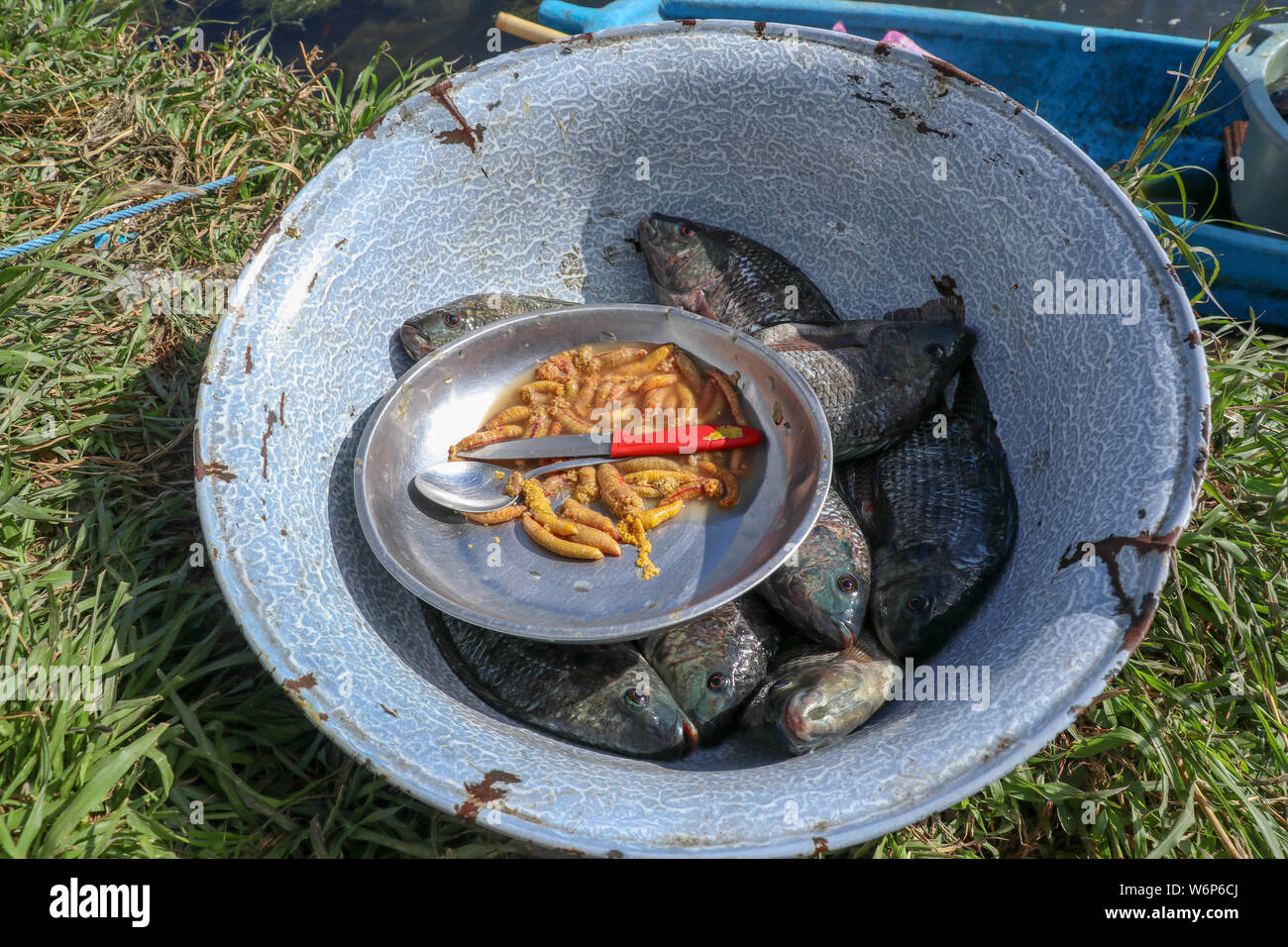 Freshwater fish from Batur lake on Bali island in Indonesia. Gutted ...
