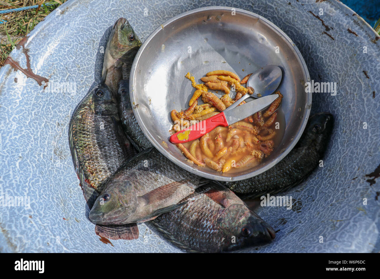 Freshwater fish from Batur lake on Bali island in Indonesia. Gutted ...