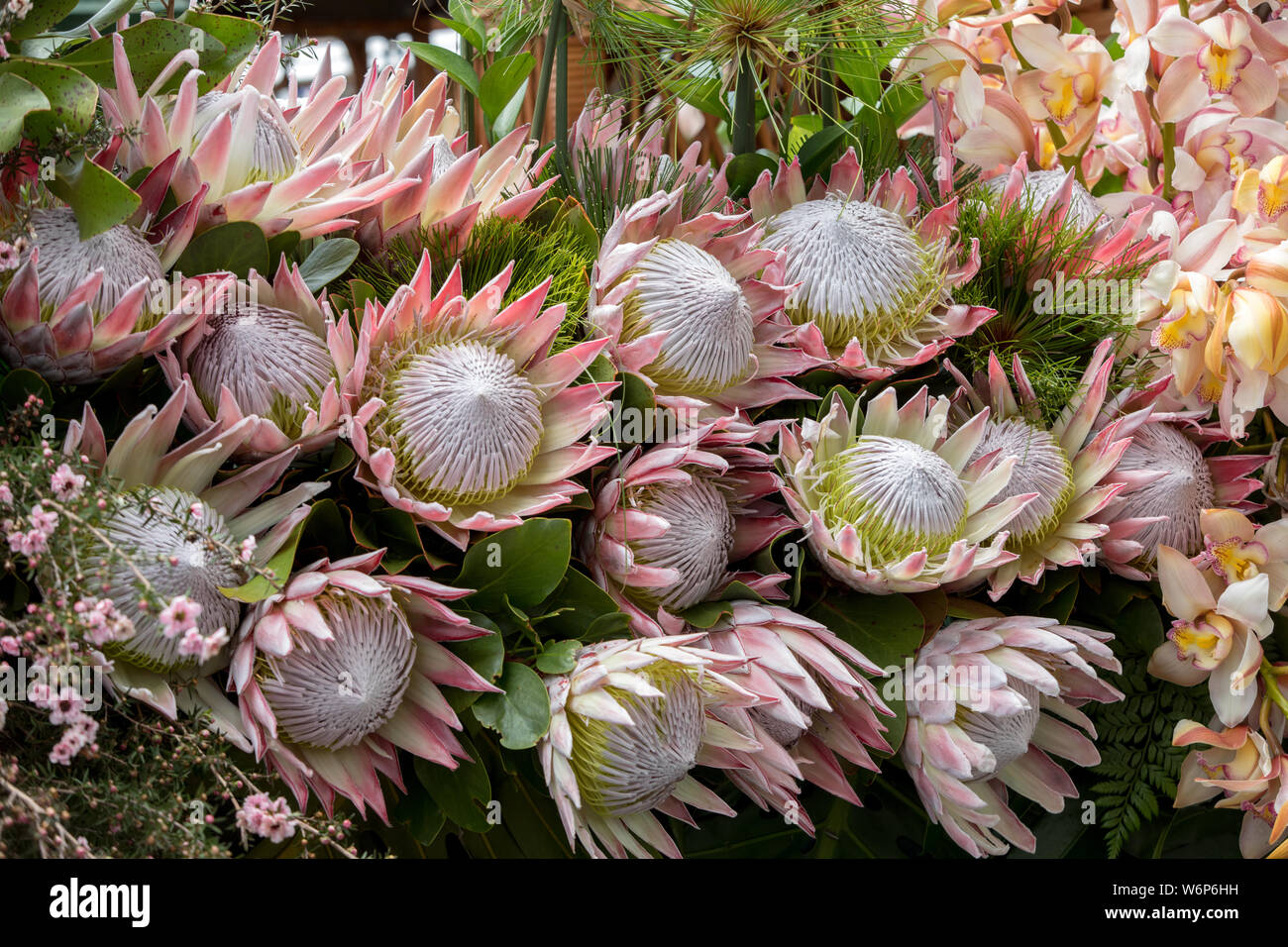 King protea or protea cynaroides the national flower of South Africa ...