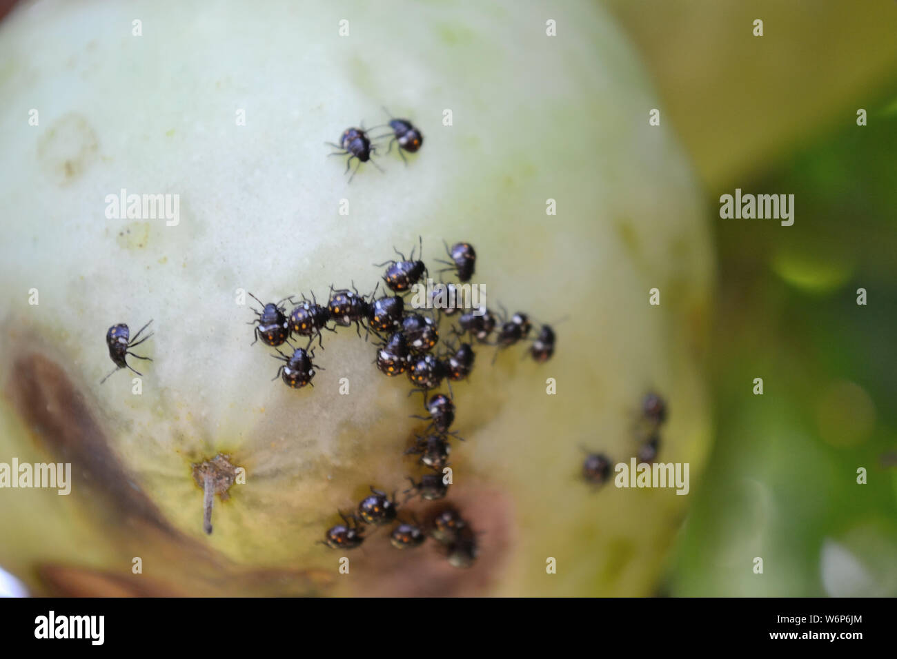 Larvae of green bugs on a tomato, Nezara viridula Stock Photo - Alamy