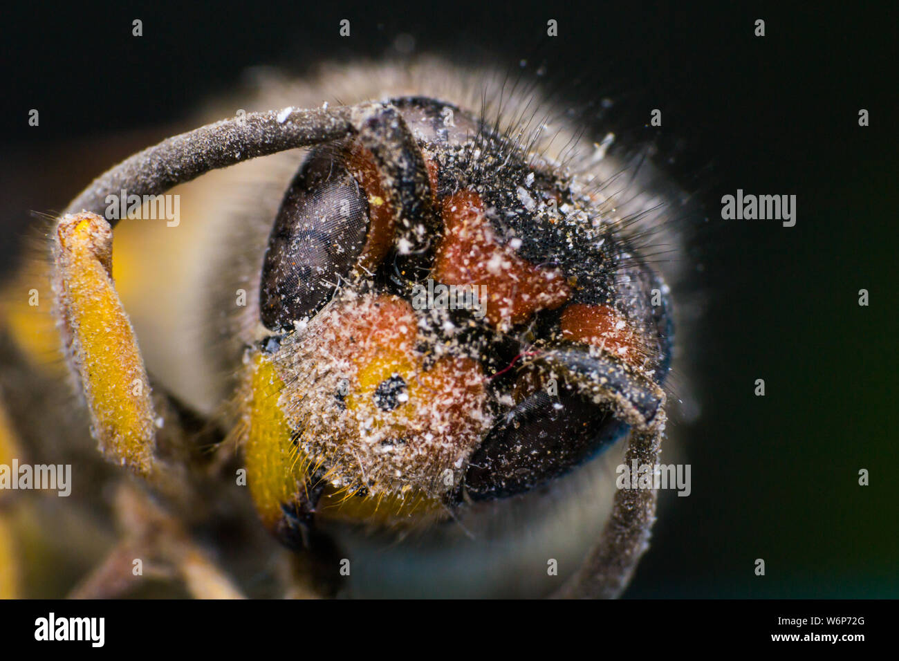 Macro photo of a dead wasp Stock Photo - Alamy