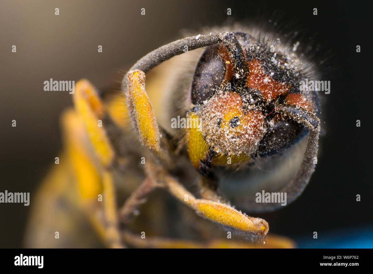 Macro photo of a dead wasp Stock Photo - Alamy