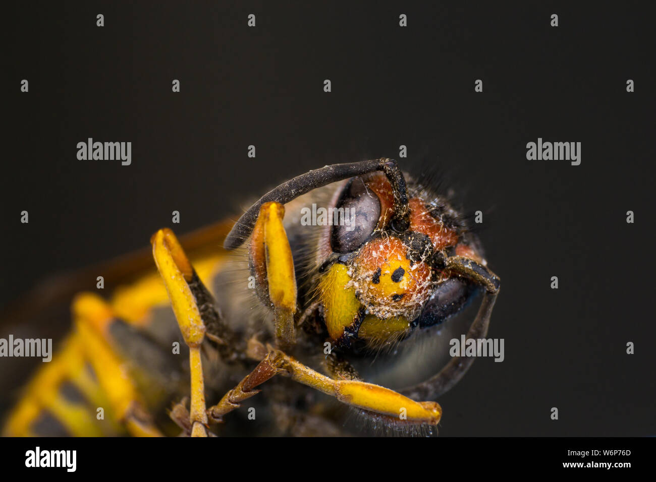 Dead European Hornet High Resolution Stock Photography and Images - Alamy