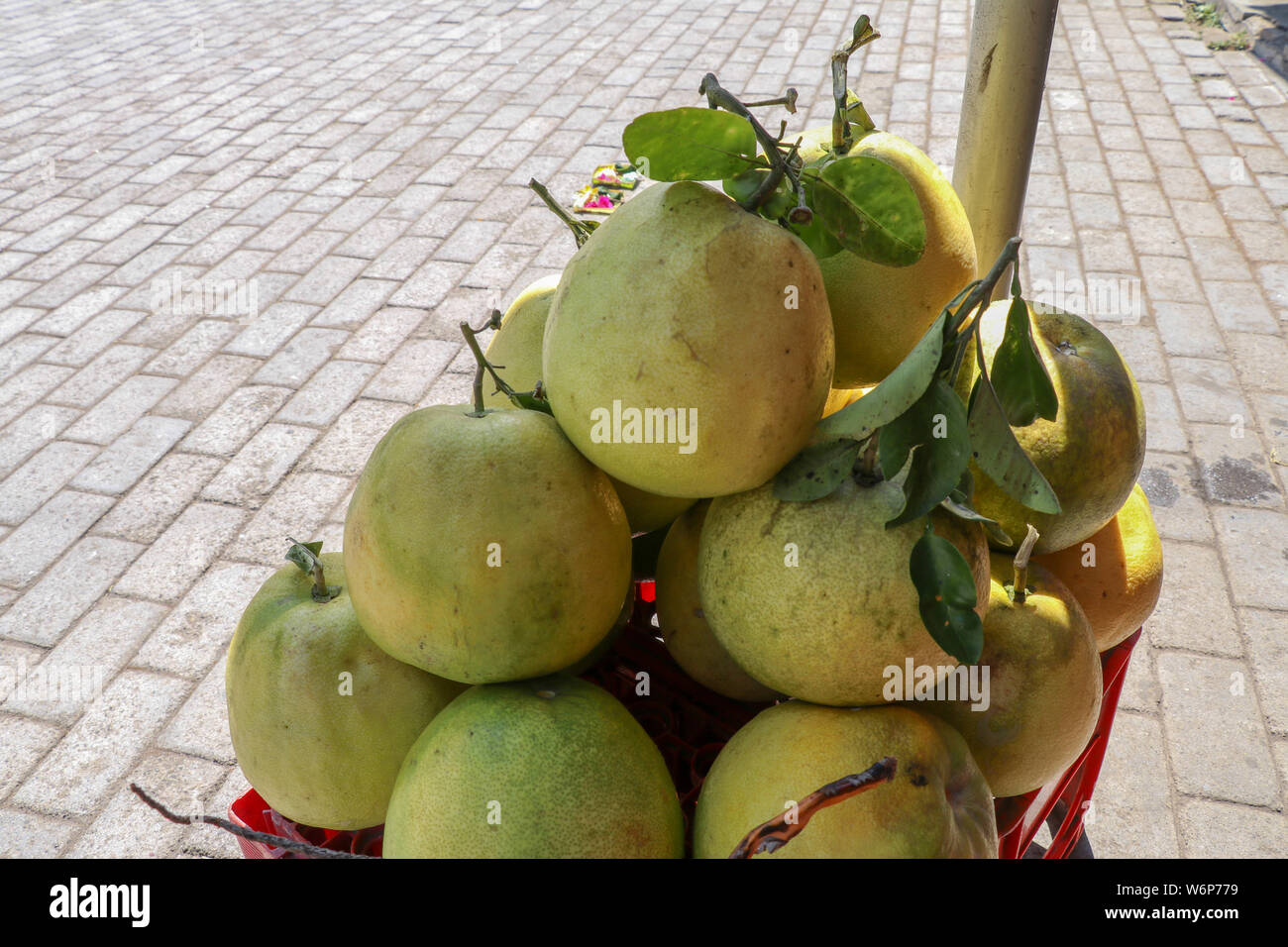 Largest citrus fruit pomelo, shaddock, or in scientific terms Citrus ...