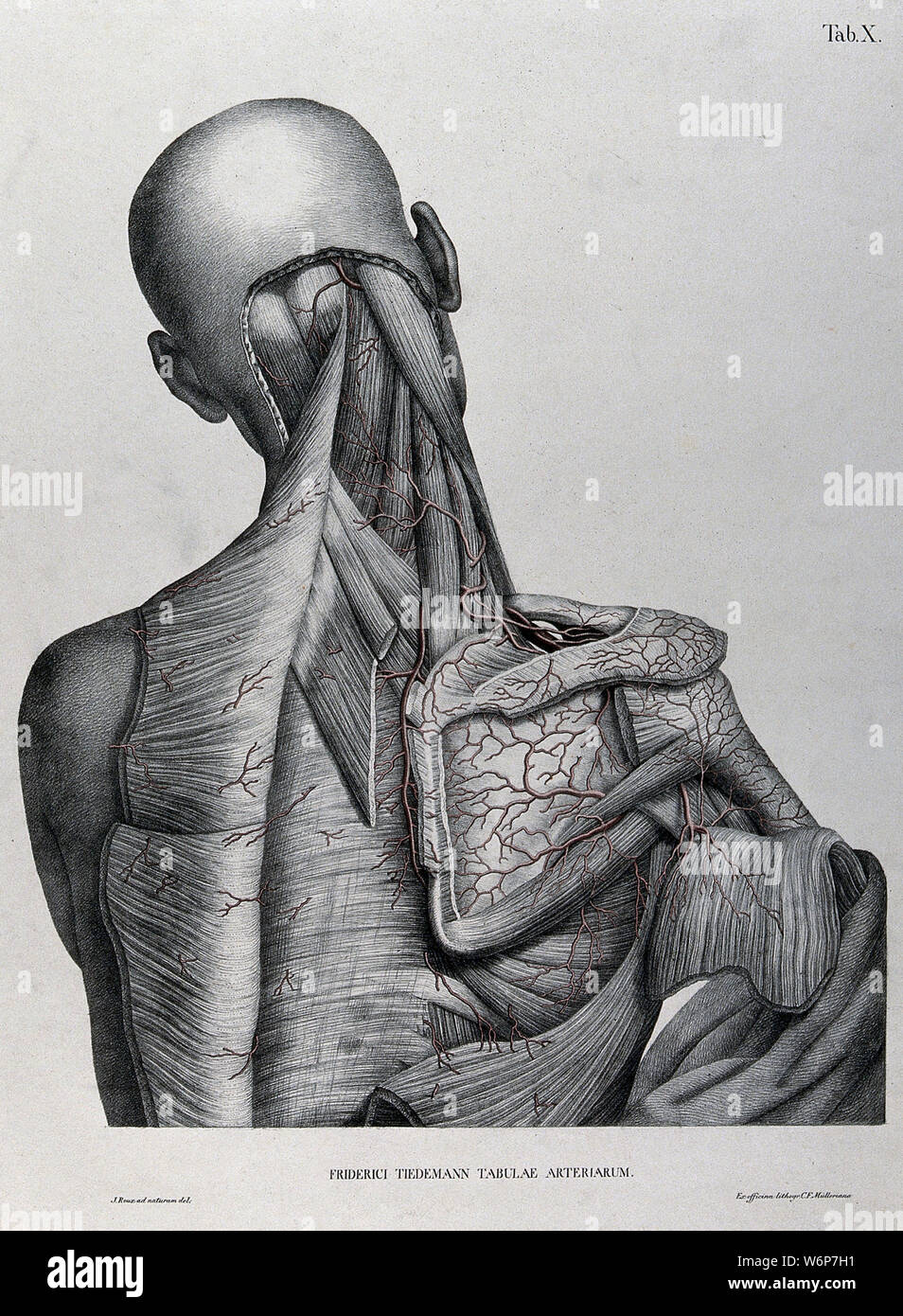 Illustration skin structure drawing hi-res stock photography and images ...