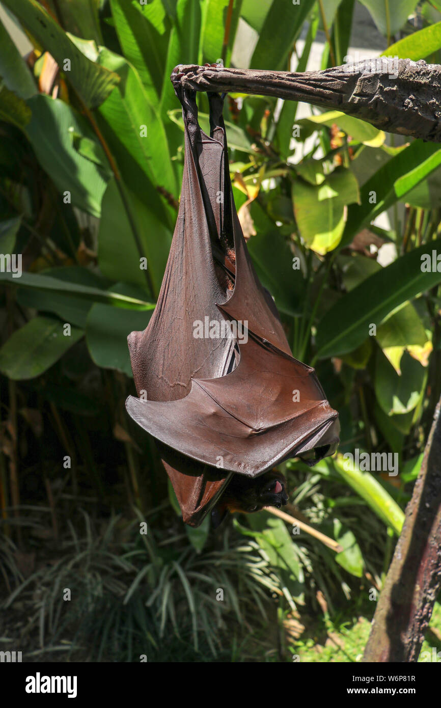 Megabat sleeping hanged upside down (Megachiroptera). A clouse up ...