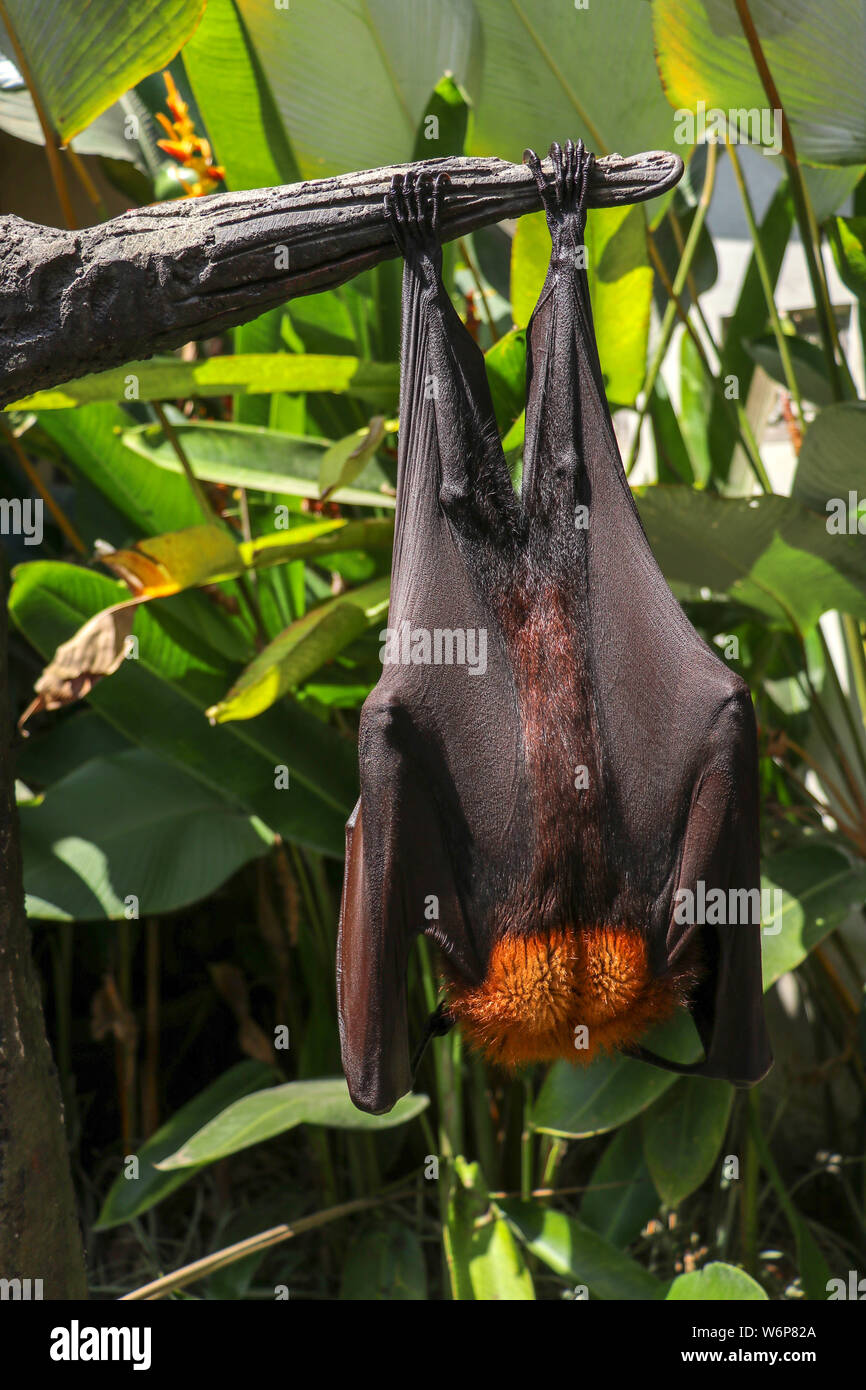 Old world fruit bat sleeping hi-res stock photography and images - Alamy