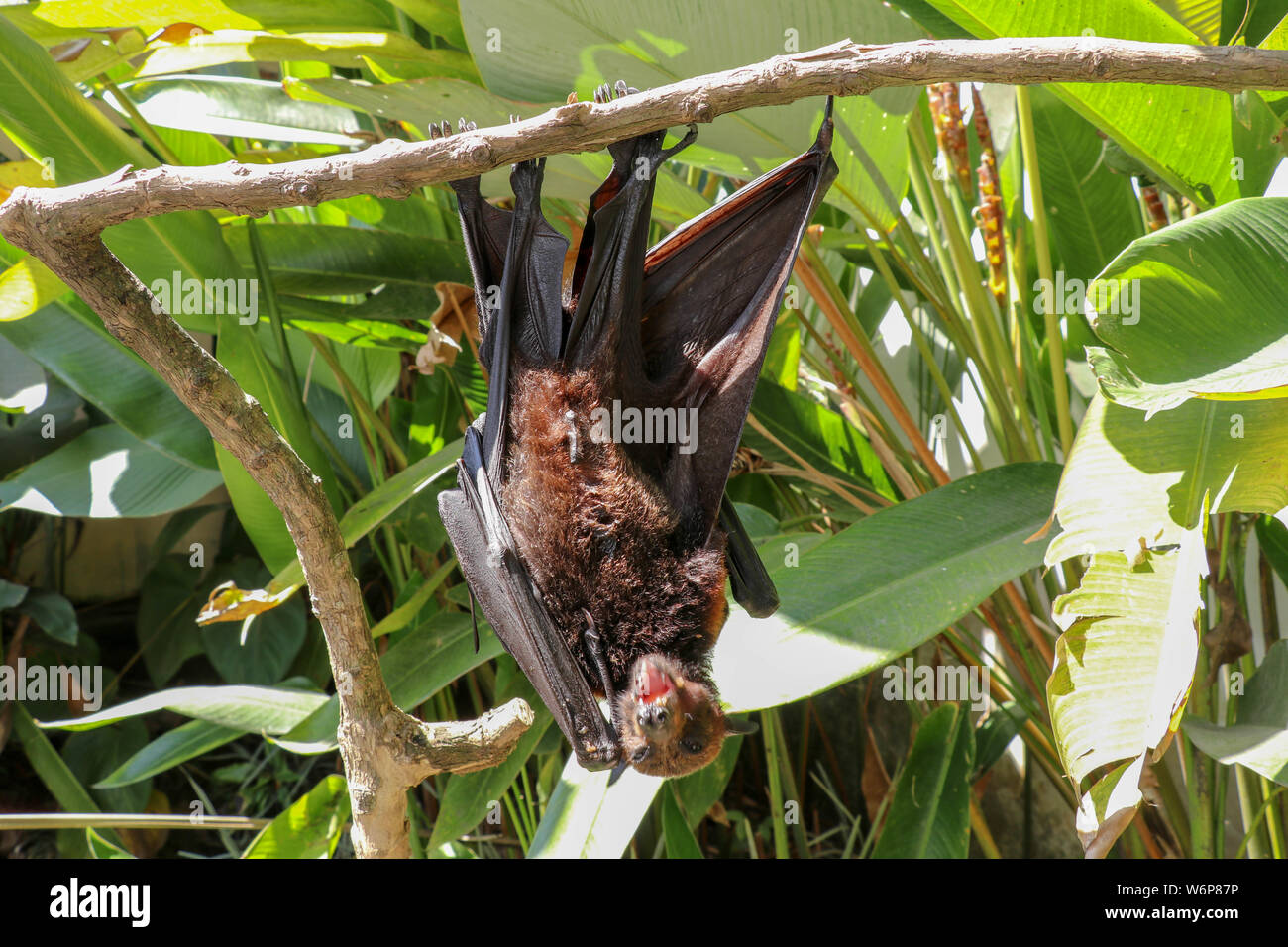 Megabat hanging on the tree branch. Bat is hanging on the tree. Flying ...