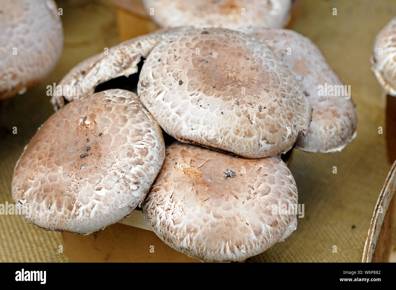 huge portabella mushroom in wooden bucket at market place Stock Photo ...
