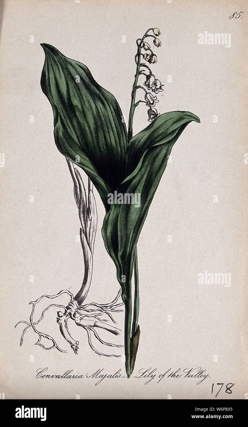 Convallaria majalis illustration hi-res stock photography and images ...