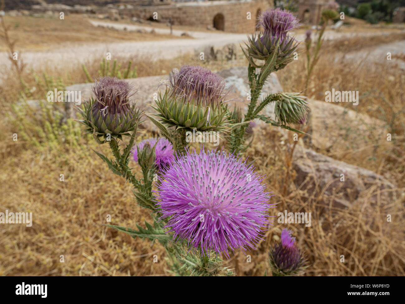 Ancient Roman city of Jaresh in Jordan Stock Photo - Alamy