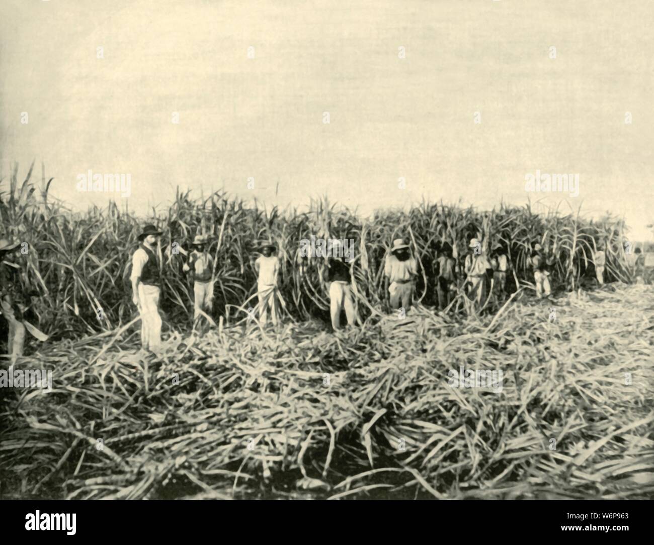 Sugar Cane Plant History High Resolution Stock Photography and Images ...