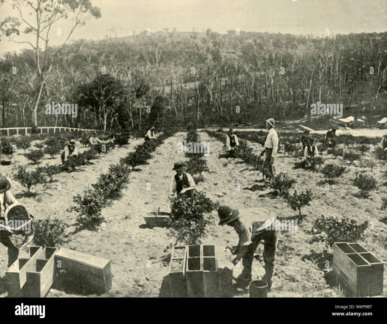 Australian farm 1900s hi-res stock photography and images - Alamy