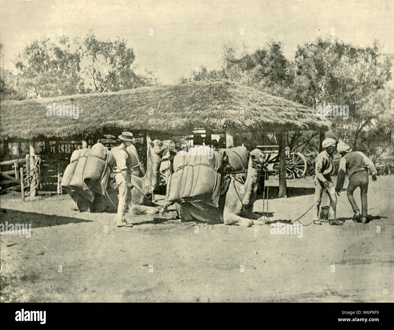 'Loading Camels, on an Australian Station', 1901. The very first camel ...