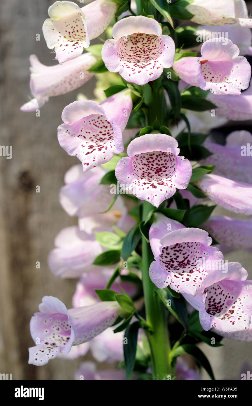 Digitalis camelot rose hi-res stock photography and images - Alamy