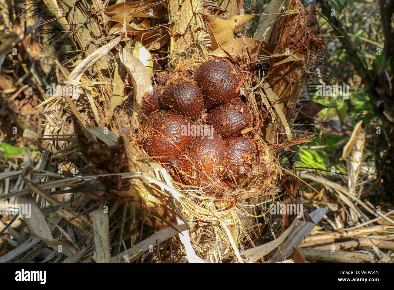 Many snake fruits on salak palm. Ripe salak fruit on snake fruit tree ...