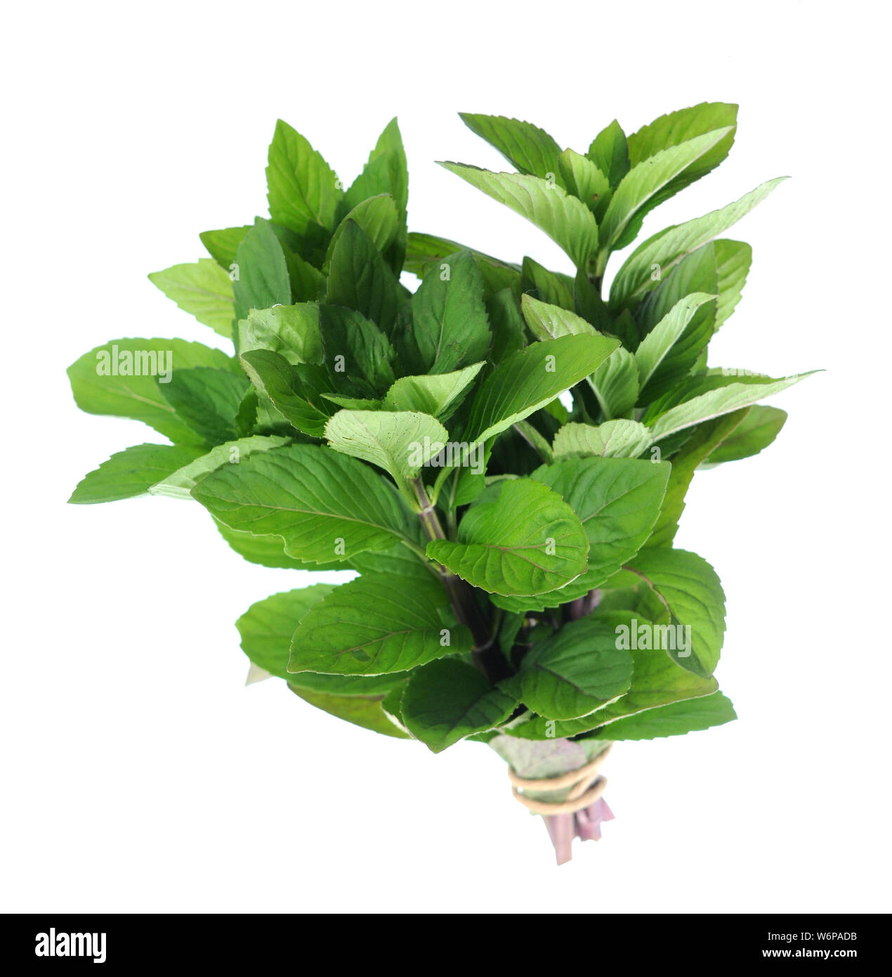 a bunch of spicy mint isolated on white Stock Photo - Alamy