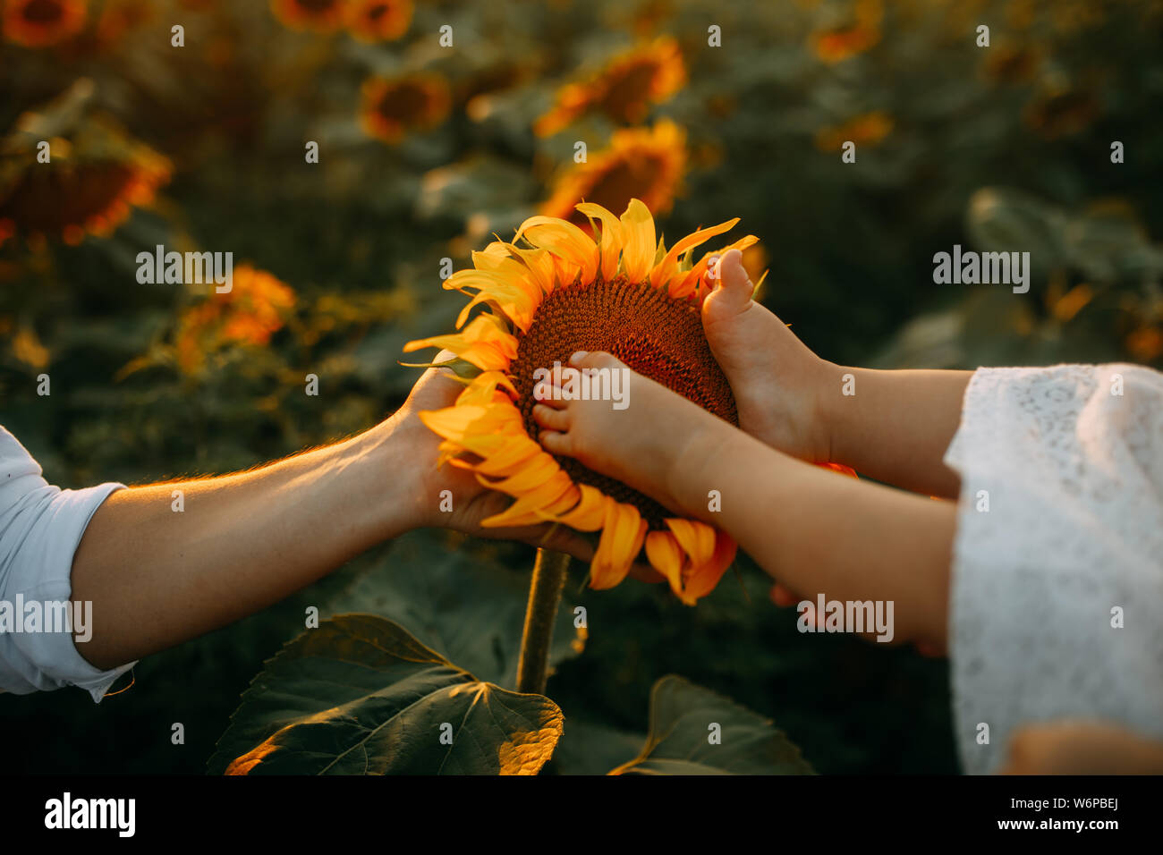 Feet of the baby are on the sunflower inflorescence. Closeup Stock ...
