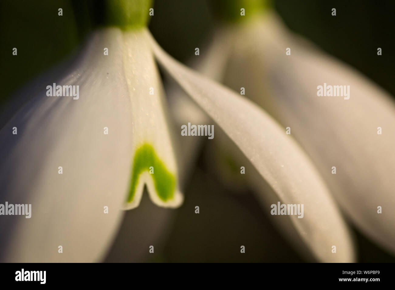 Close up snowdrop hi-res stock photography and images - Alamy