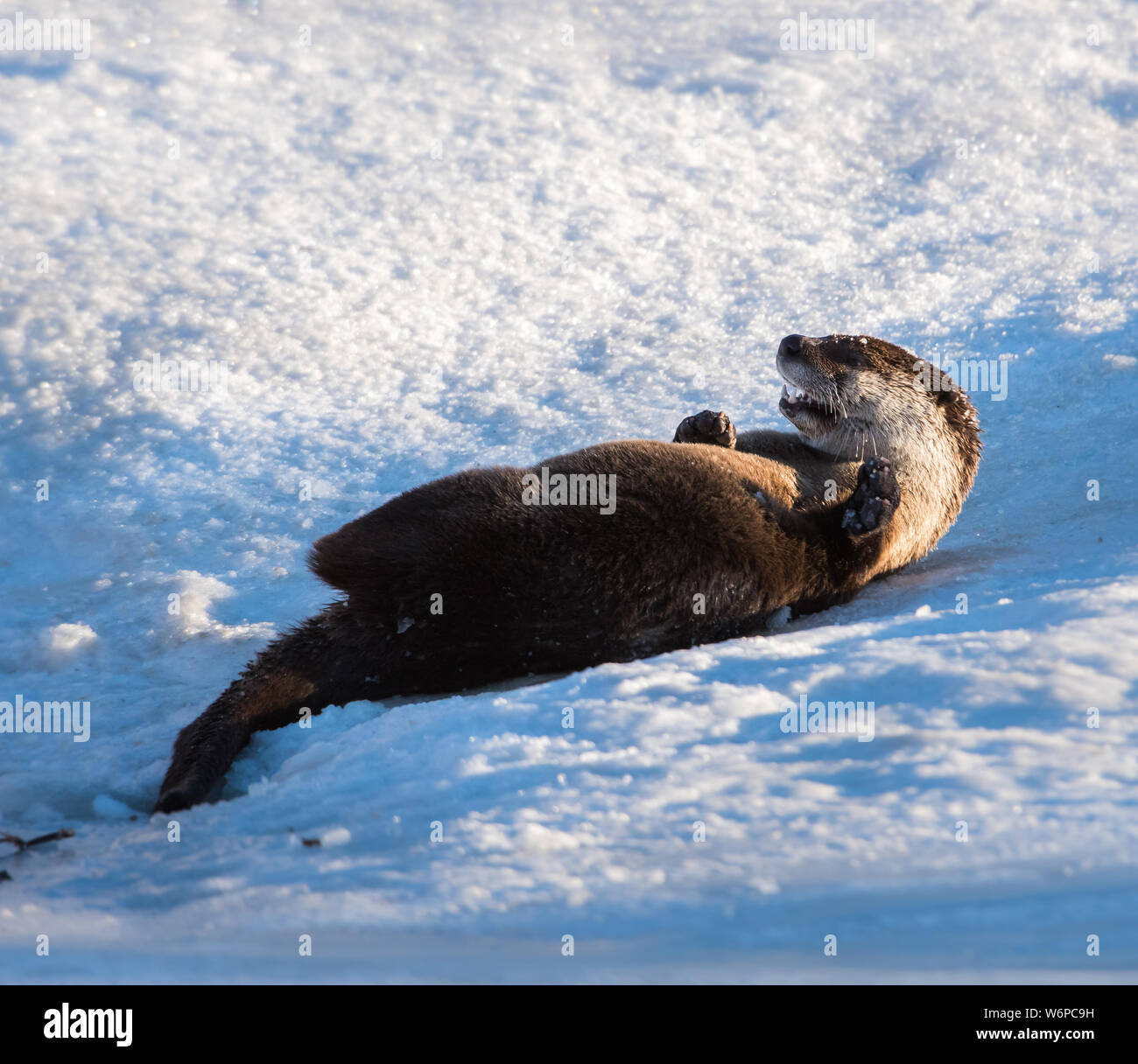 River otter in the wild Stock Photo - Alamy