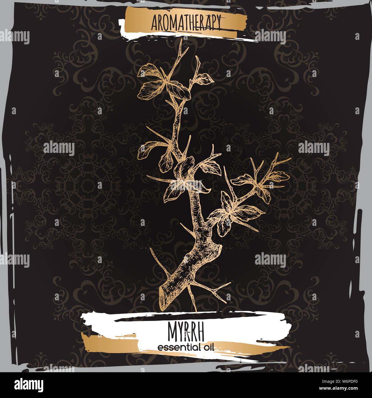 Commiphora myrrha aka common myrrh sketch on elegant black lace ...