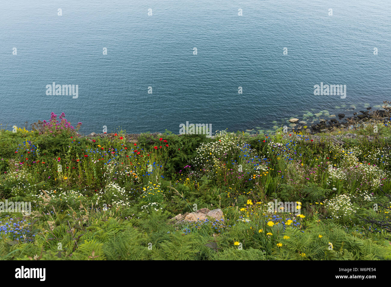 Wildflowers growing on the top of a cliff overlooking the Irish sea ...
