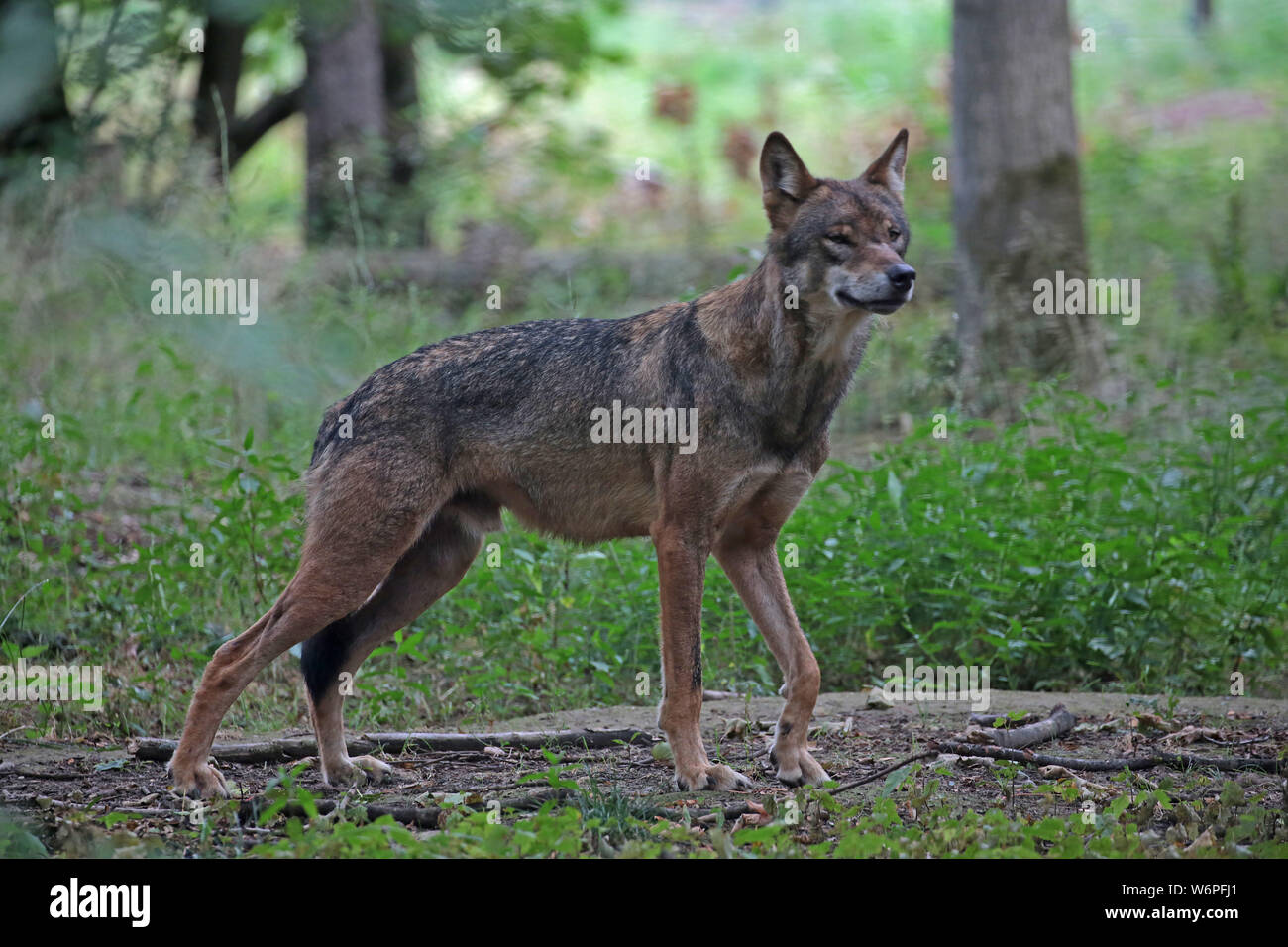 Wolf berg hi-res stock photography and images - Alamy