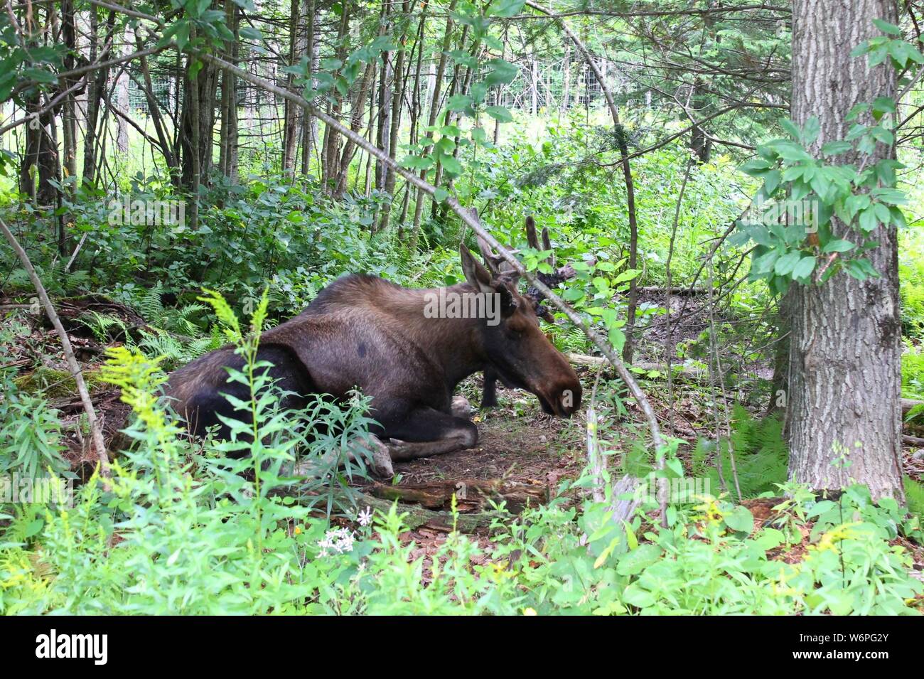 Moose canada hi-res stock photography and images - Alamy