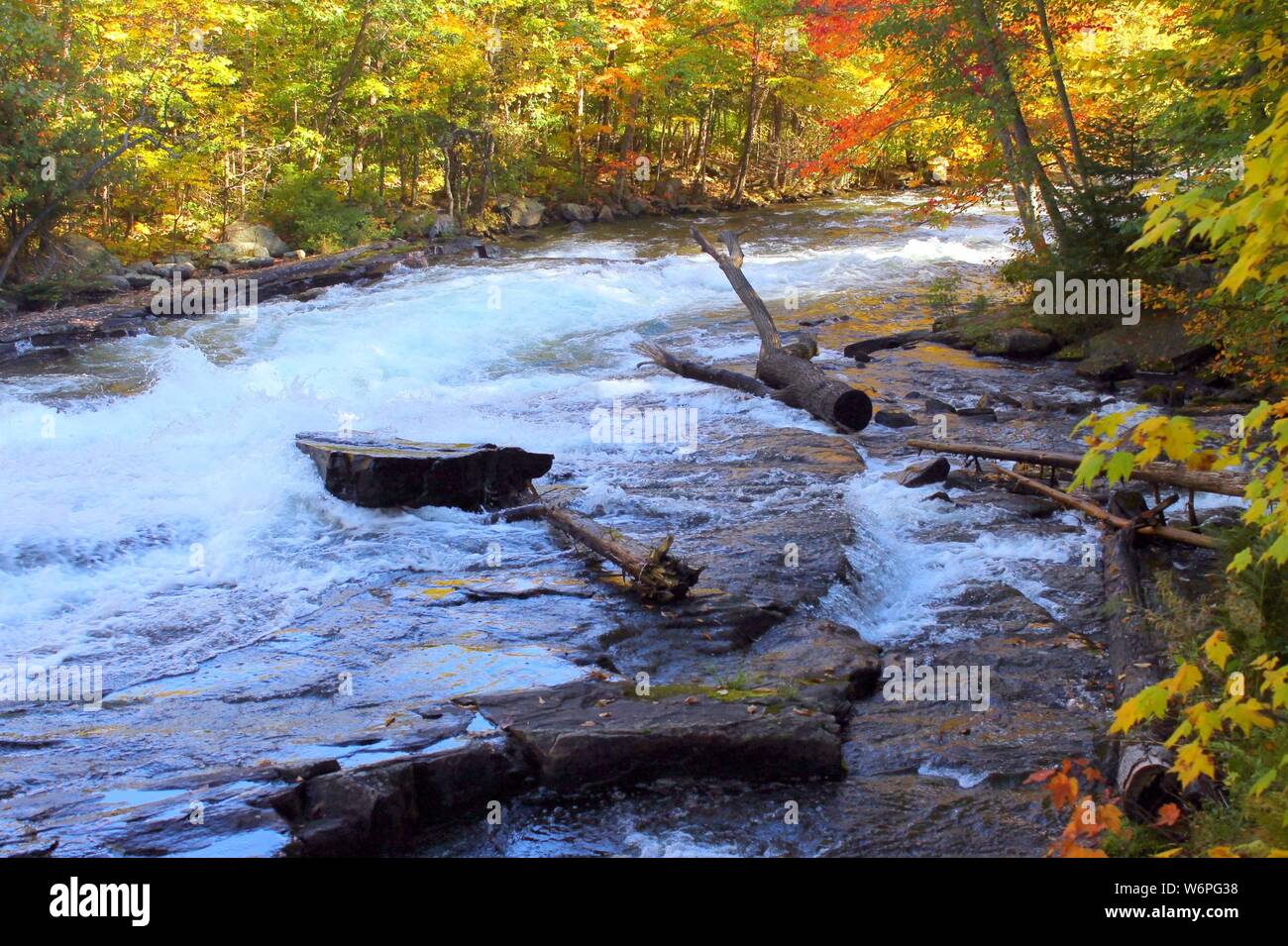 Canada forest hi-res stock photography and images - Alamy