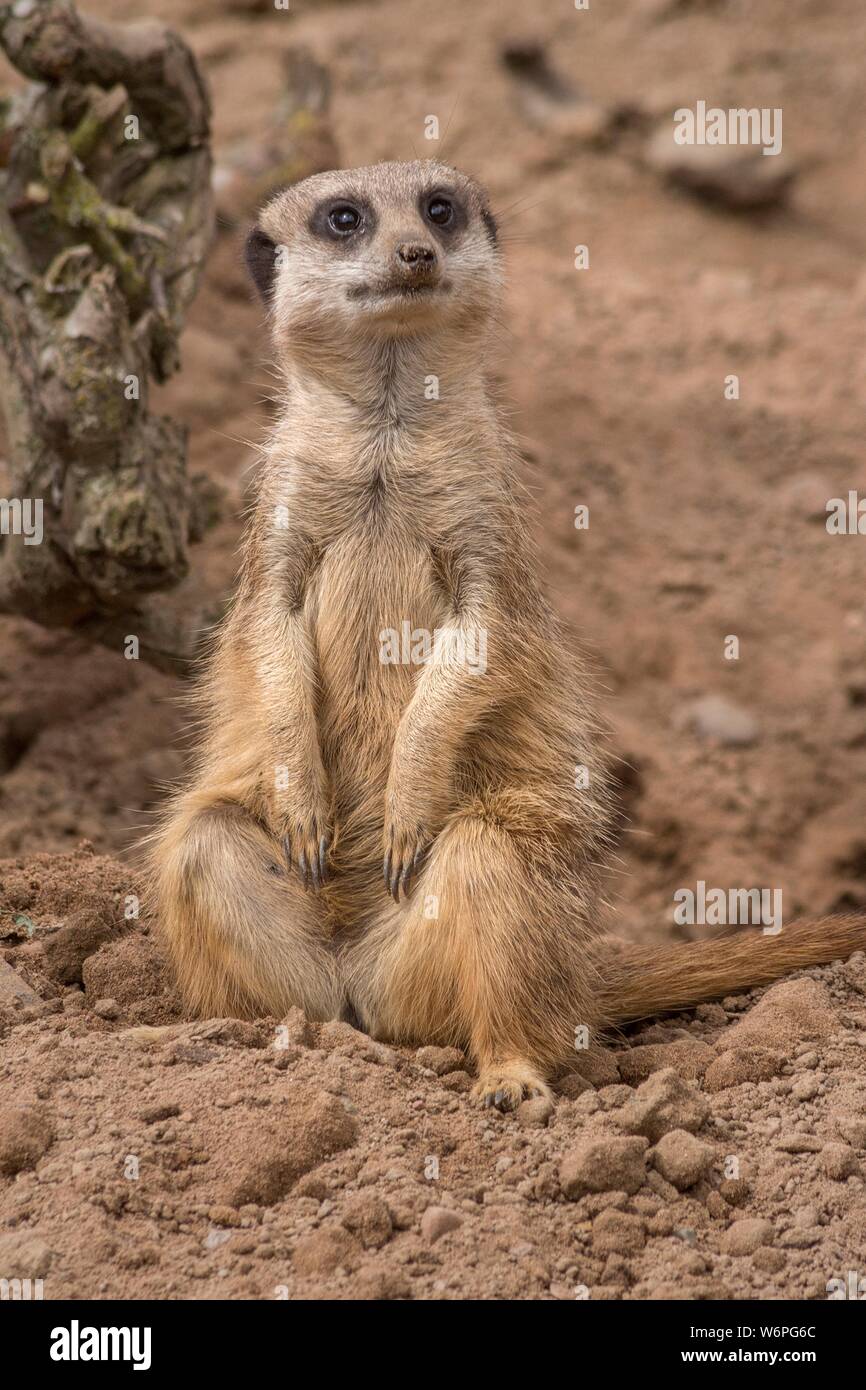 Baby African Animals Together