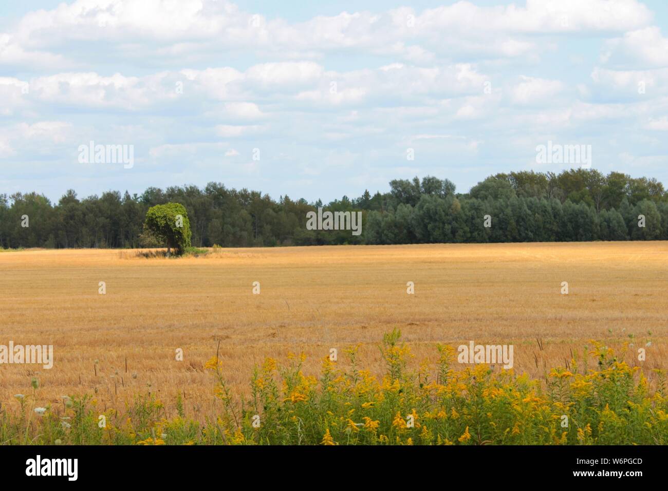 Recently harvested wheat field with single tree, ON, Canada Stock Photo ...