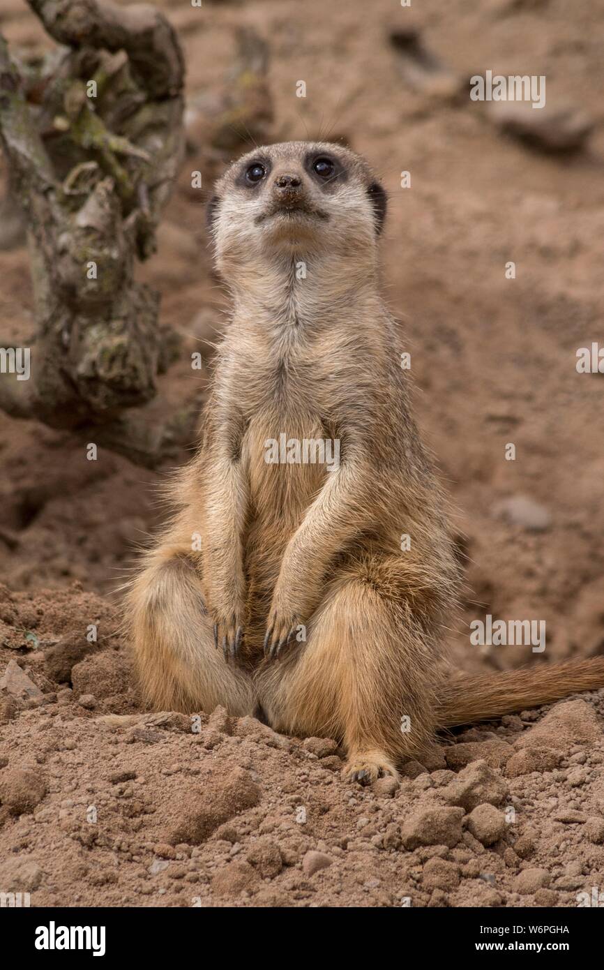Cute African Meerkat wildlife animals Stock Photo - Alamy