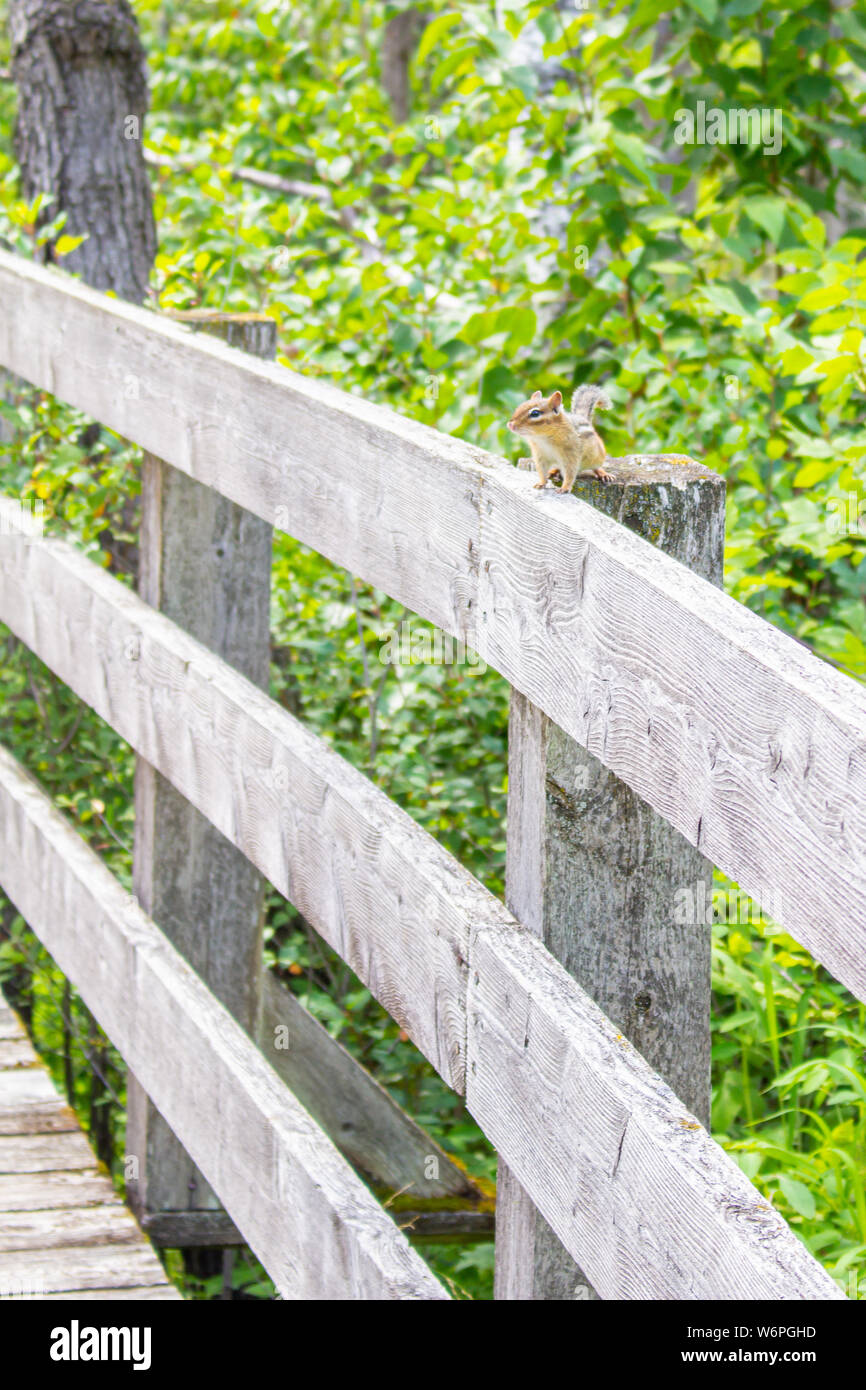 A chipmunk sits on a wooden fence post, which forms part of the railing ...