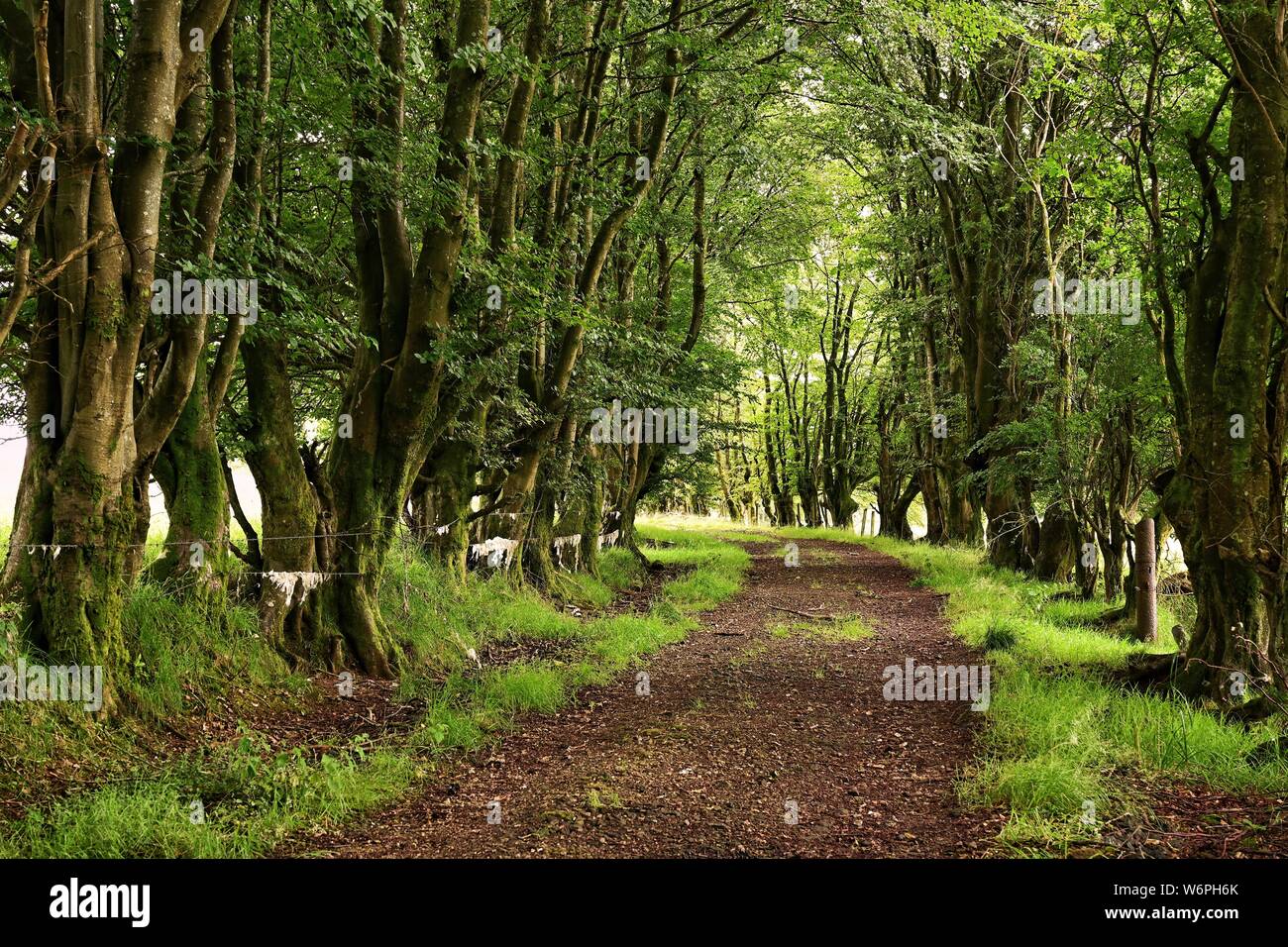 Lane in summer hi-res stock photography and images - Alamy
