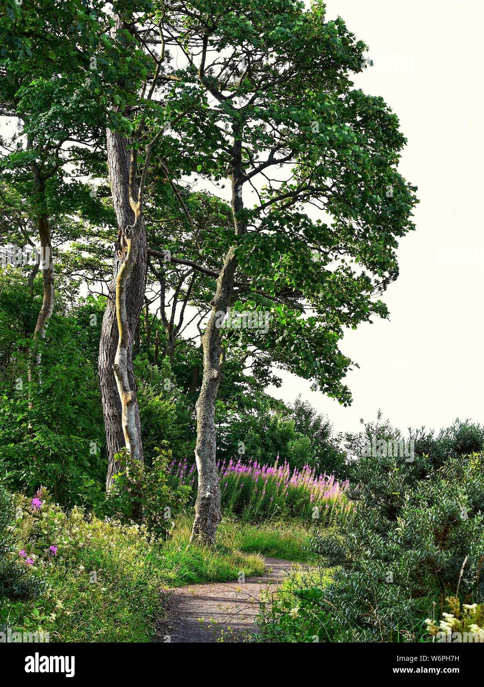 Scottish coastal path hi-res stock photography and images - Alamy