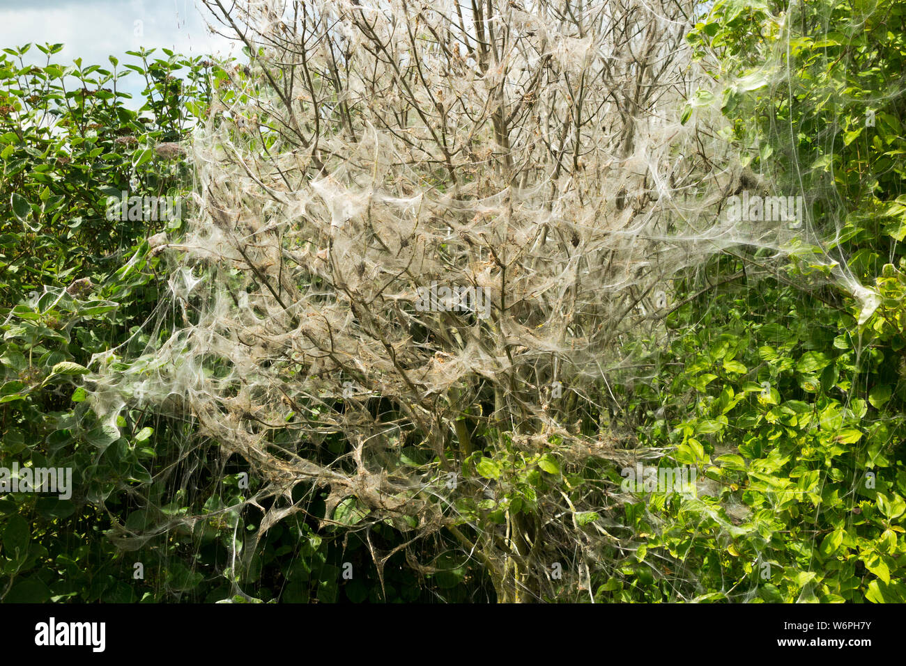 Infestation of (what looks like Ermine Moth) caterpillars on a shrub in ...