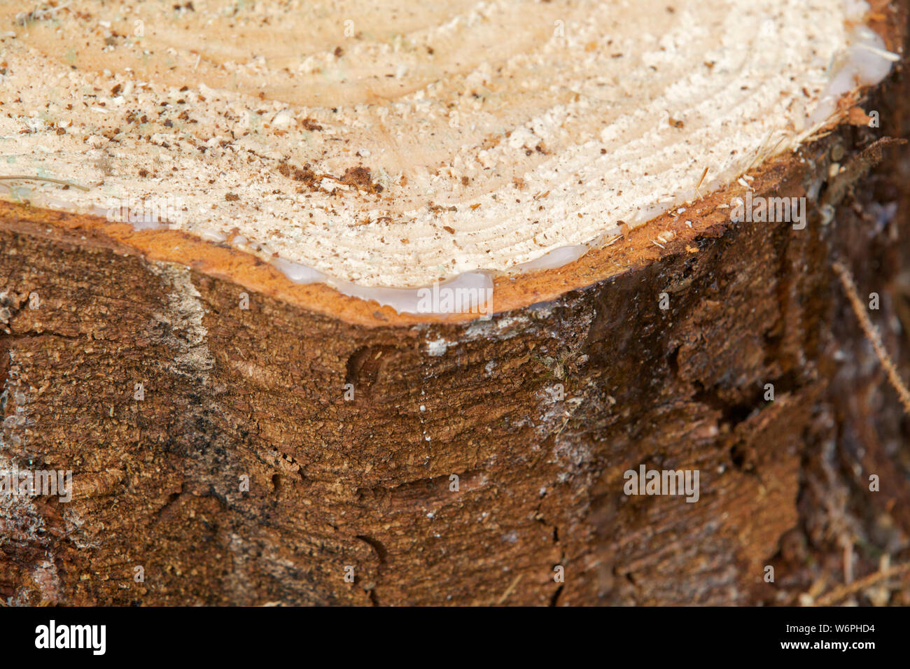 Oozing sap hi-res stock photography and images - Alamy