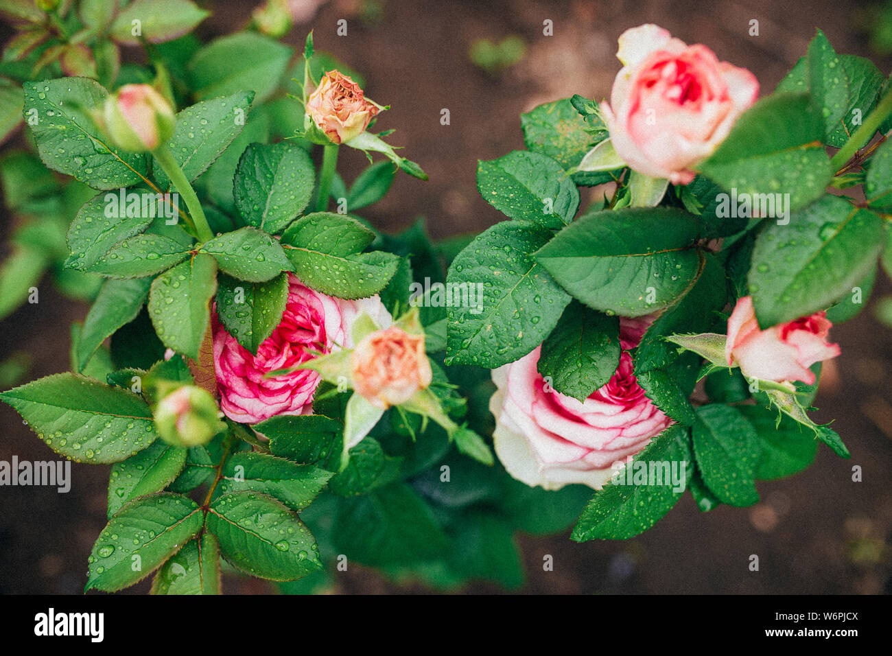 Colorful, beautiful, delicate rose in the garden Stock Photo - Alamy