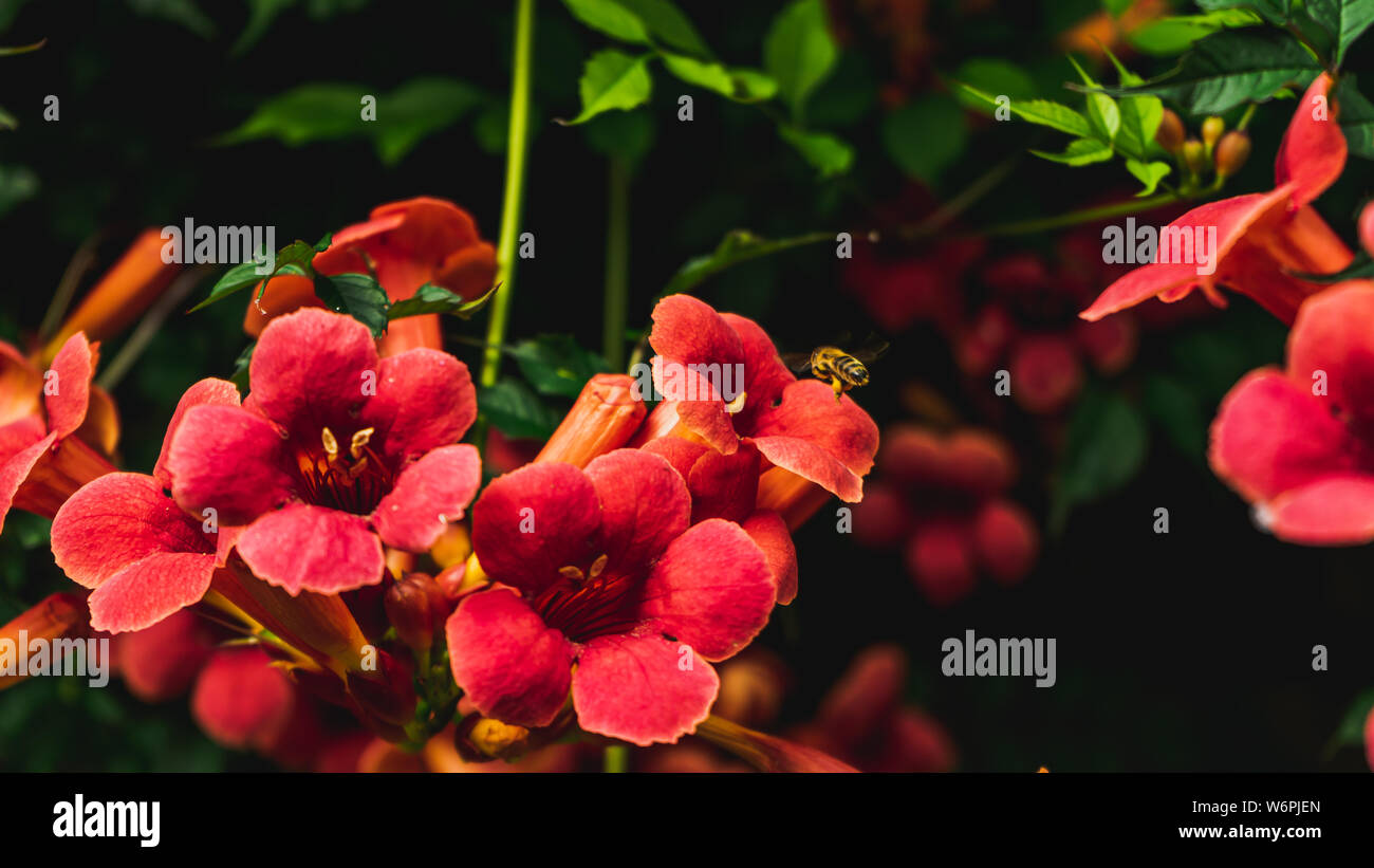 Beautiful Campsis Radicans flowers, red trumpet vine flowers and bee ...