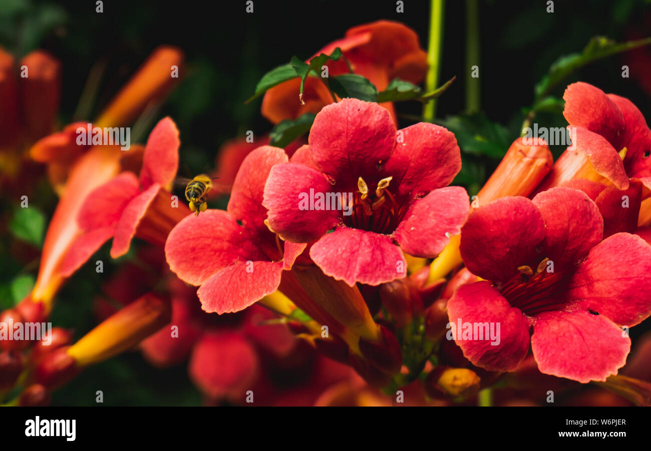Trumpet flying hi-res stock photography and images - Alamy
