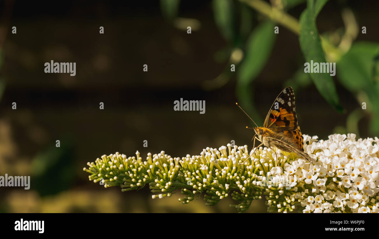 Butterfly profile hi-res stock photography and images - Alamy
