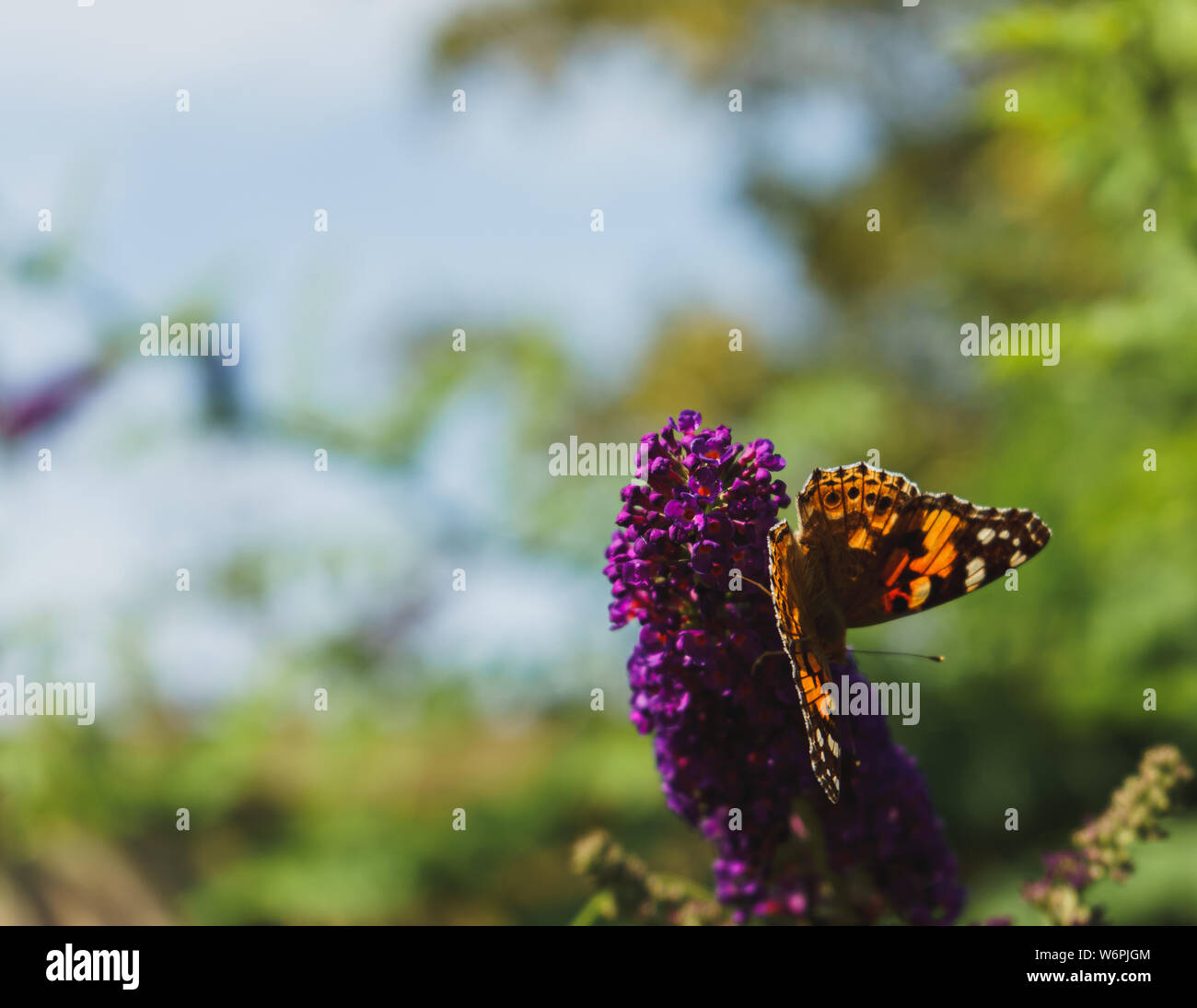 Purple butterfly bush hi-res stock photography and images - Alamy