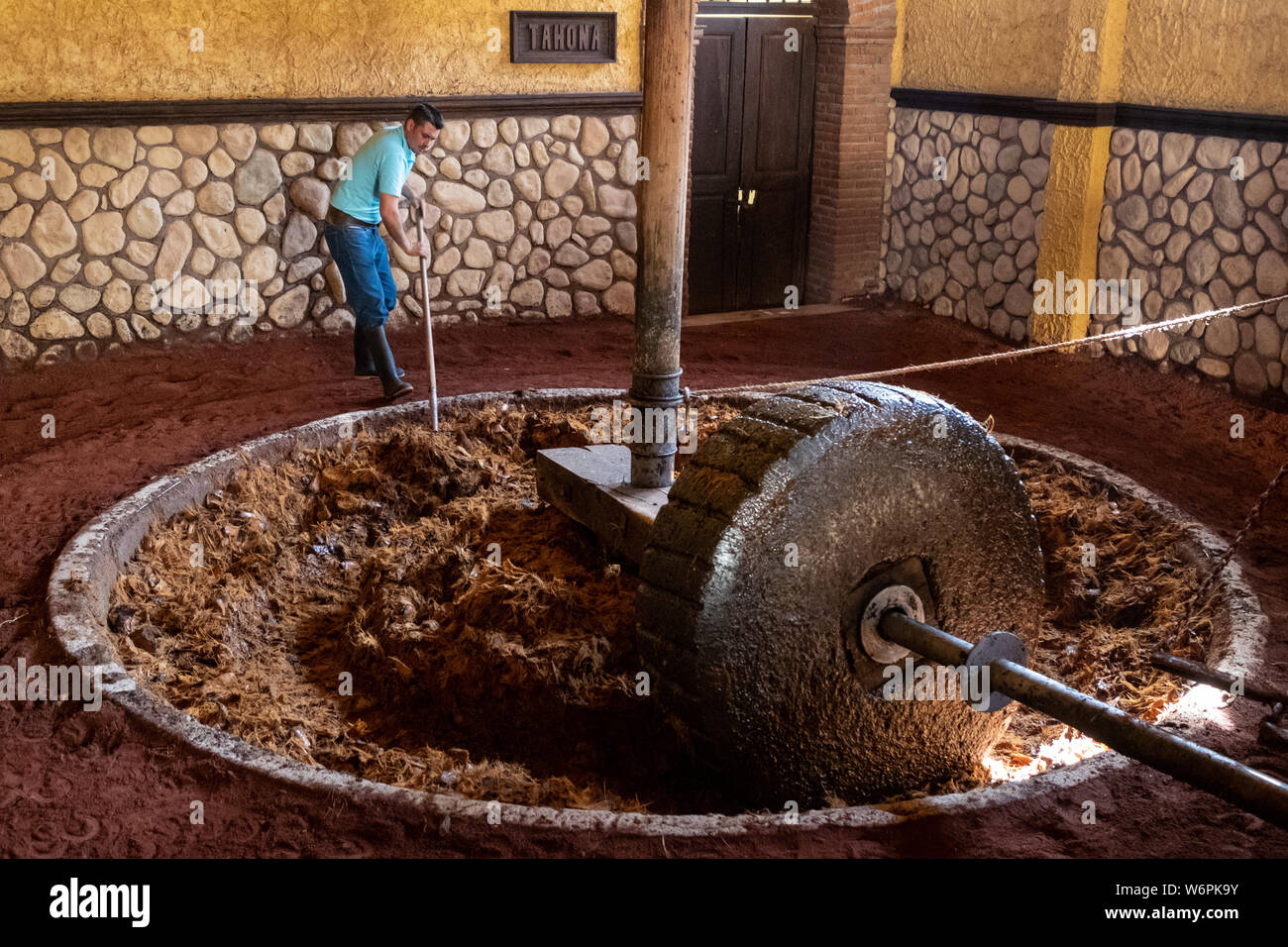 A worker crushes blue agave fibers using an ancient donkey-pulled ...